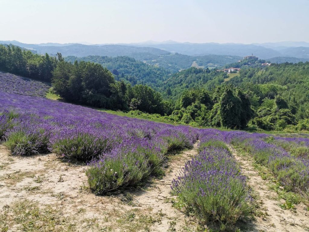 Lavender in Italy: Piedmont’s little Provence - My Italian Diaries